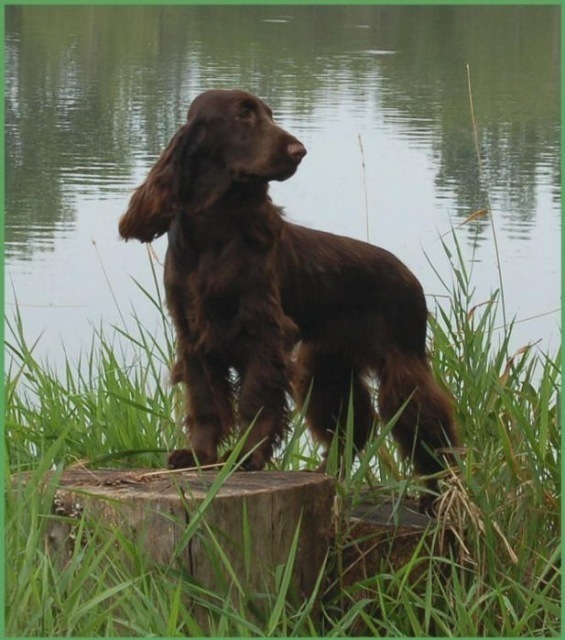 Field Spaniels - Isle of Wight Gundog Club